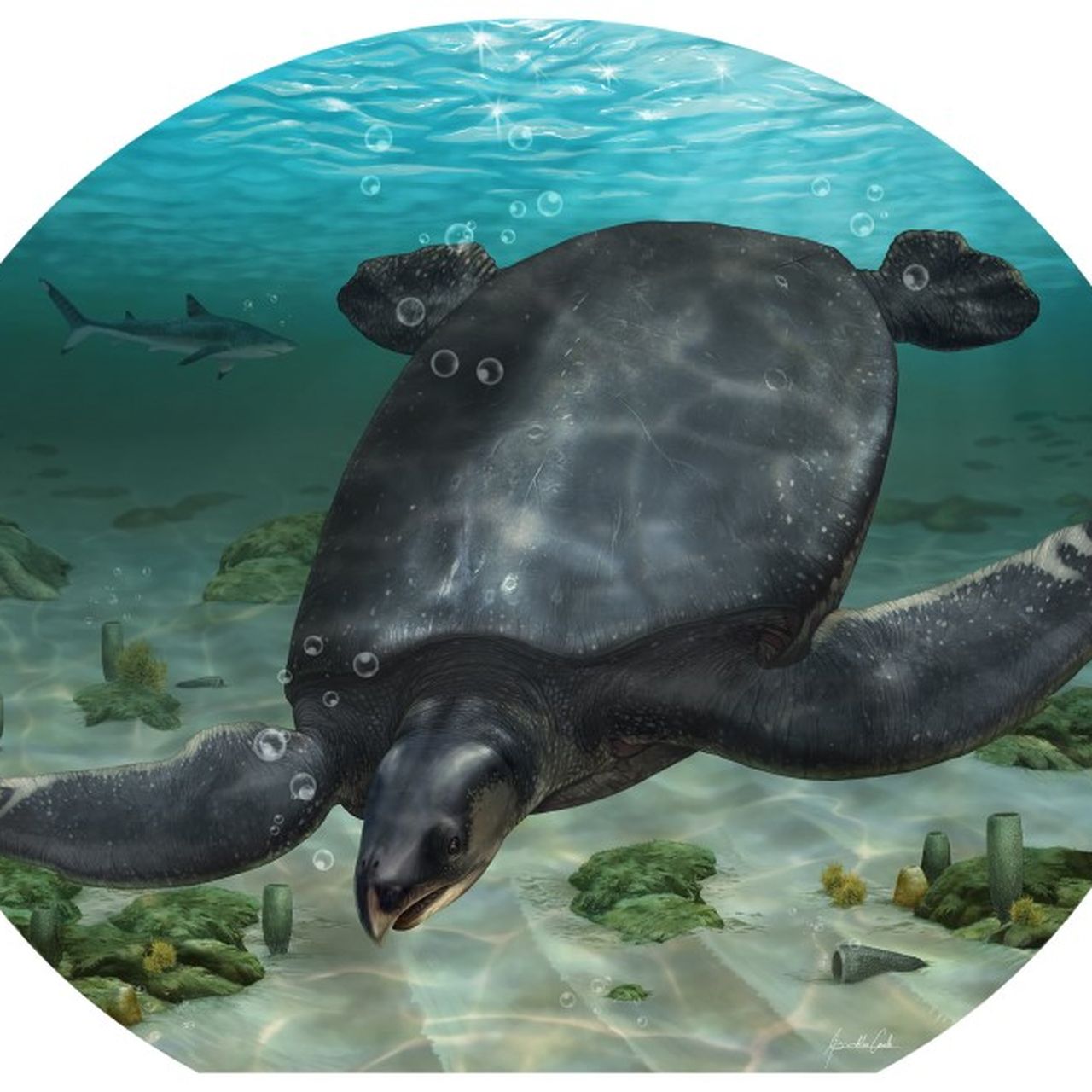 largest turtle fossil