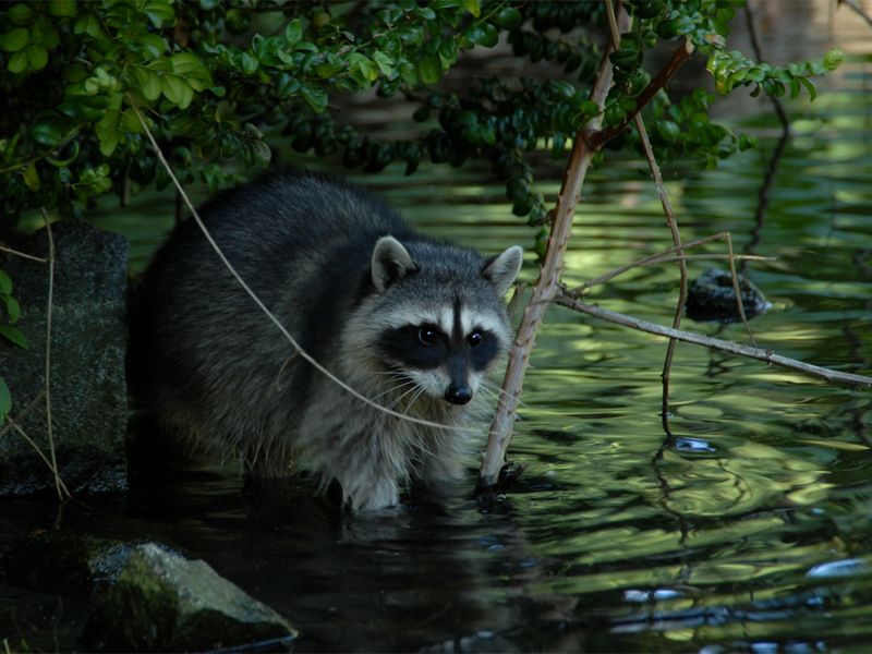 RACCOON, in Vancouver, Canada. | Smithsonian Photo Contest ...