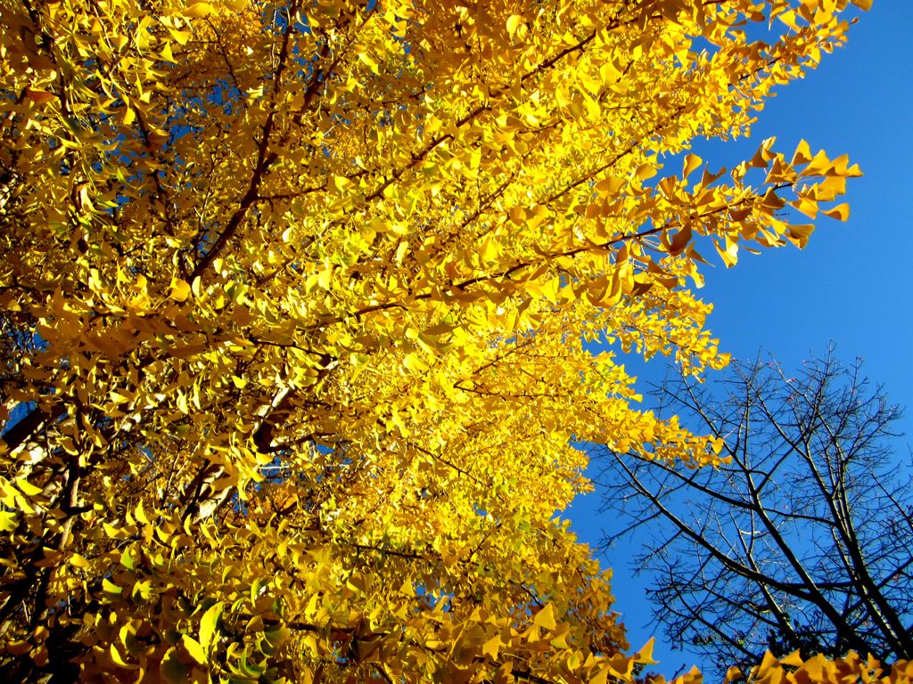 Immortalizing the brilliance of the autumn in Stanford University, CA ...