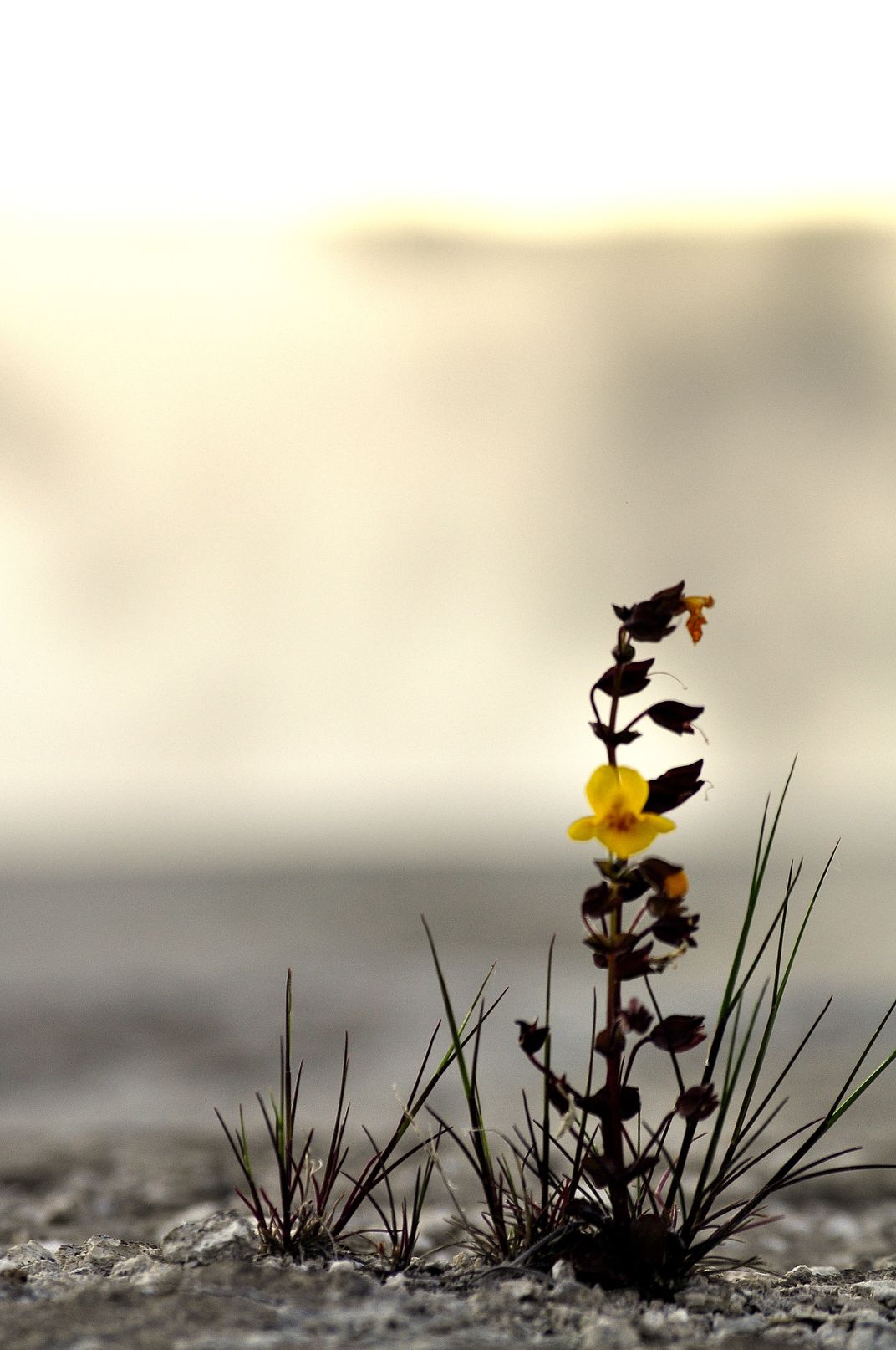 Single flower growing where nothing else will in yellowstone ...