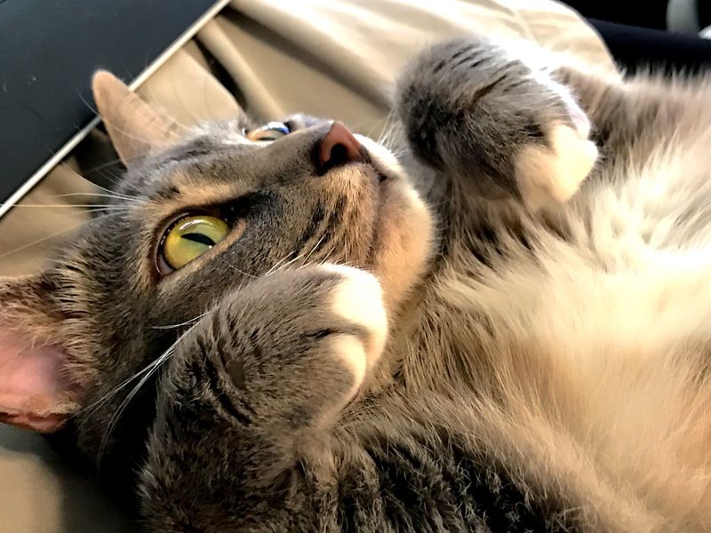 Piggy the cat | Smithsonian Photo Contest | Smithsonian Magazine