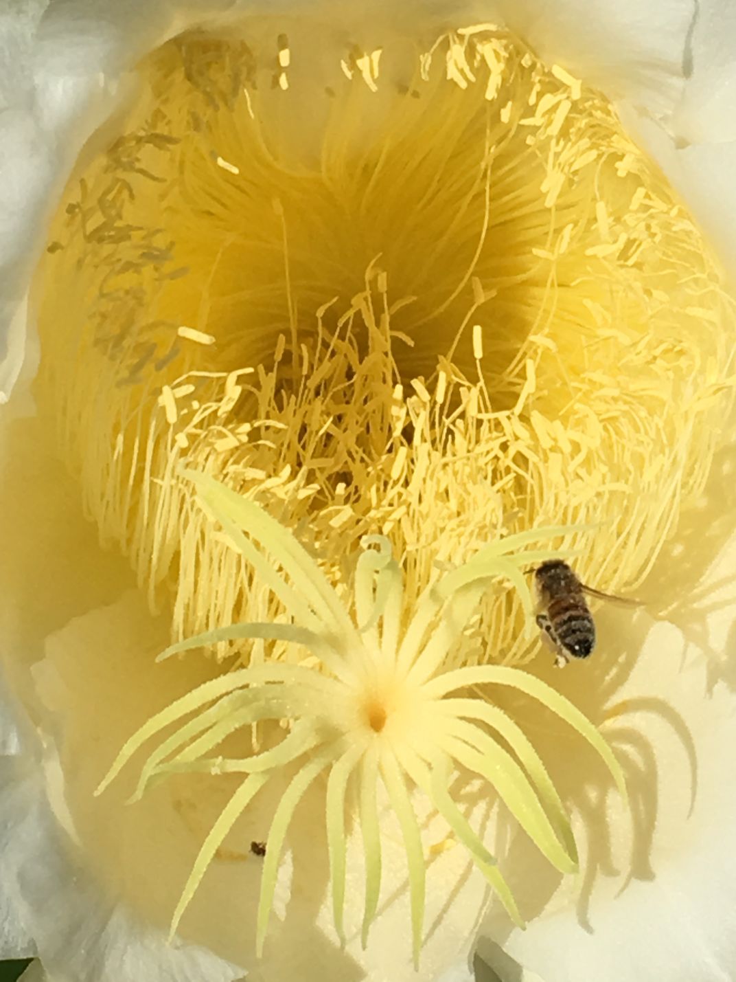 A Cactus Flower in Florida | Smithsonian Photo Contest | Smithsonian ...