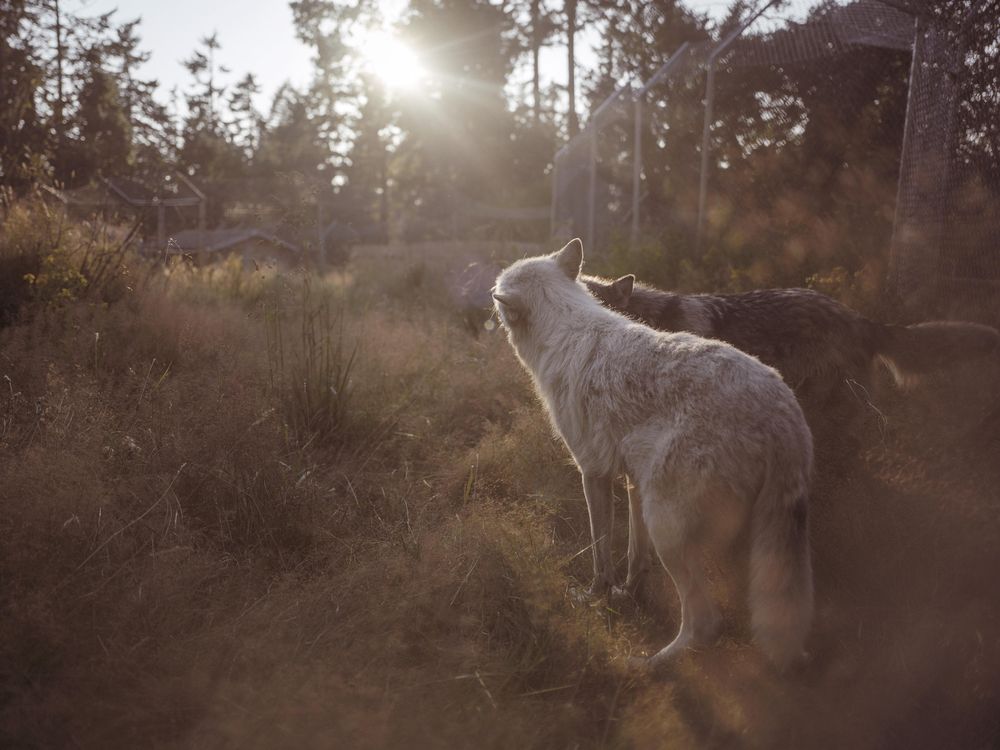 PHOTOS: A Sanctuary for Wolves
