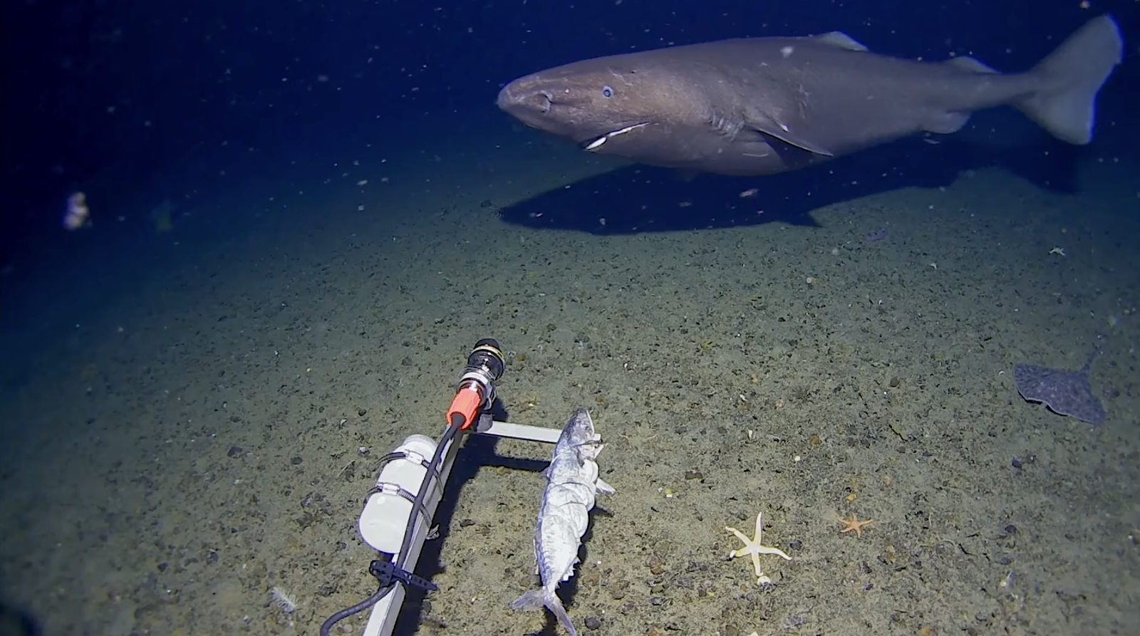 See the First Known Footage of an Elusive Southern Sleeper Shark ...