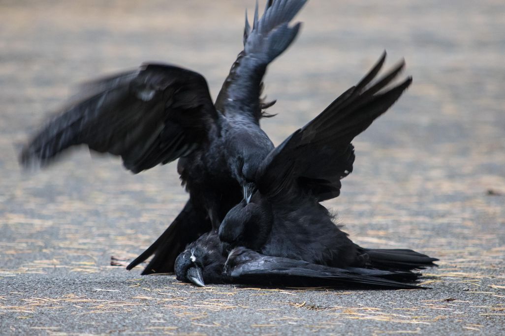 It's Not Without Caws That Crows Desecrate Their Dead
