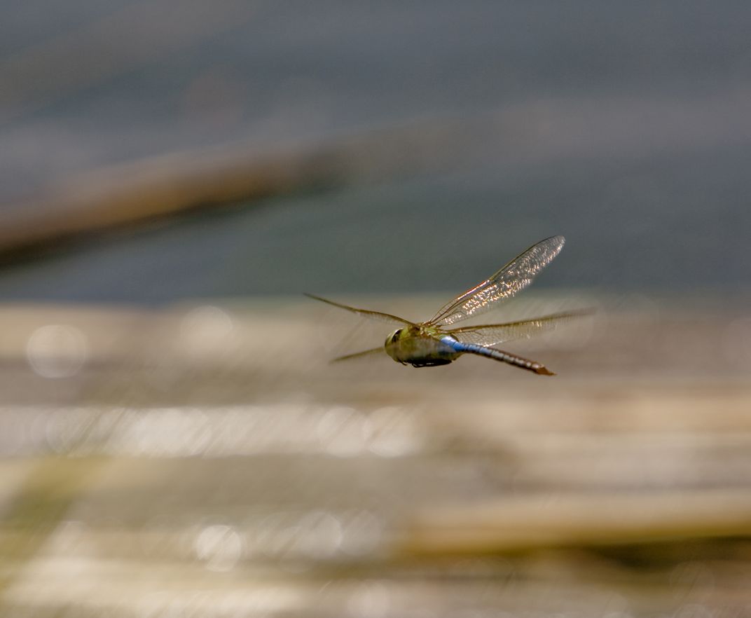 Dragon Fly | Smithsonian Photo Contest | Smithsonian Magazine