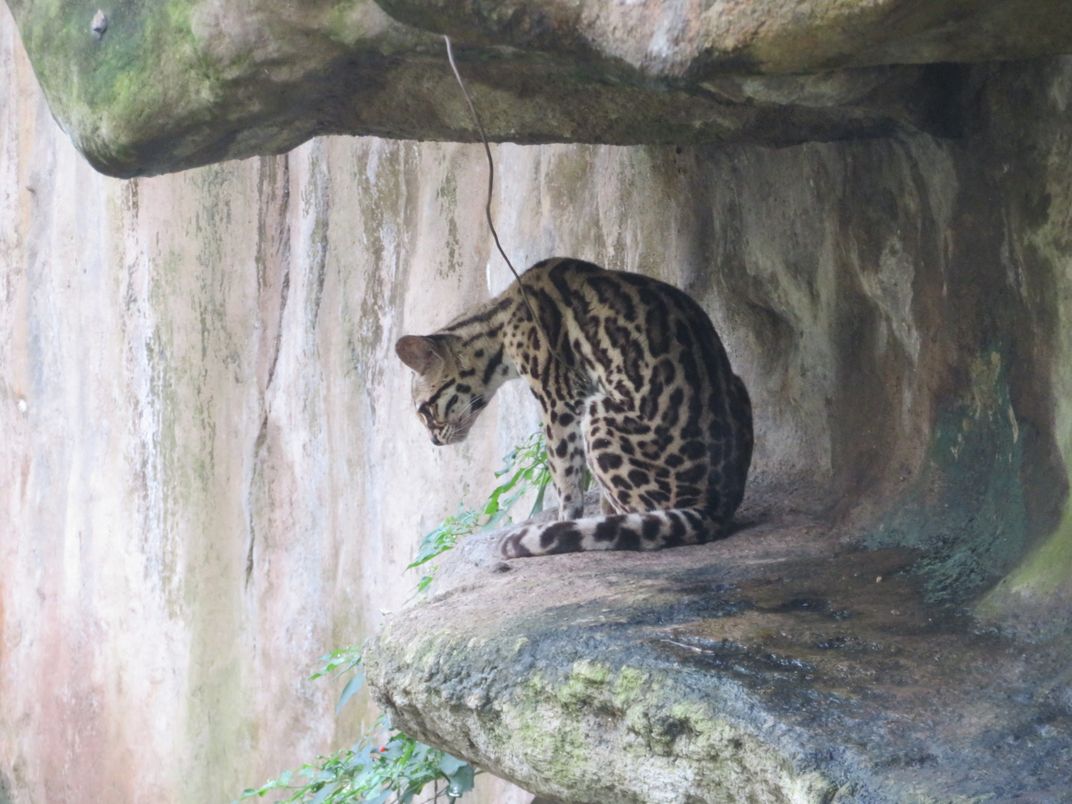 Stare of a Predator | Smithsonian Photo Contest | Smithsonian Magazine