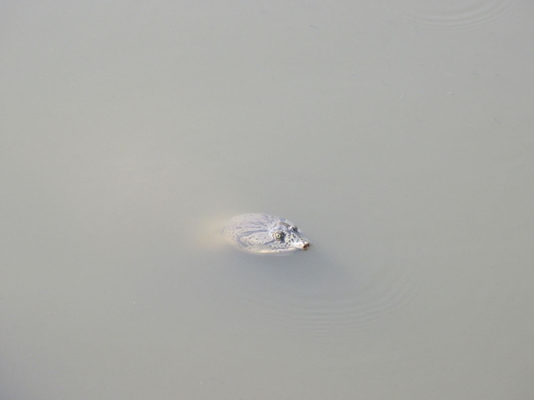 Popping Turtle !!! | Smithsonian Photo Contest | Smithsonian Magazine