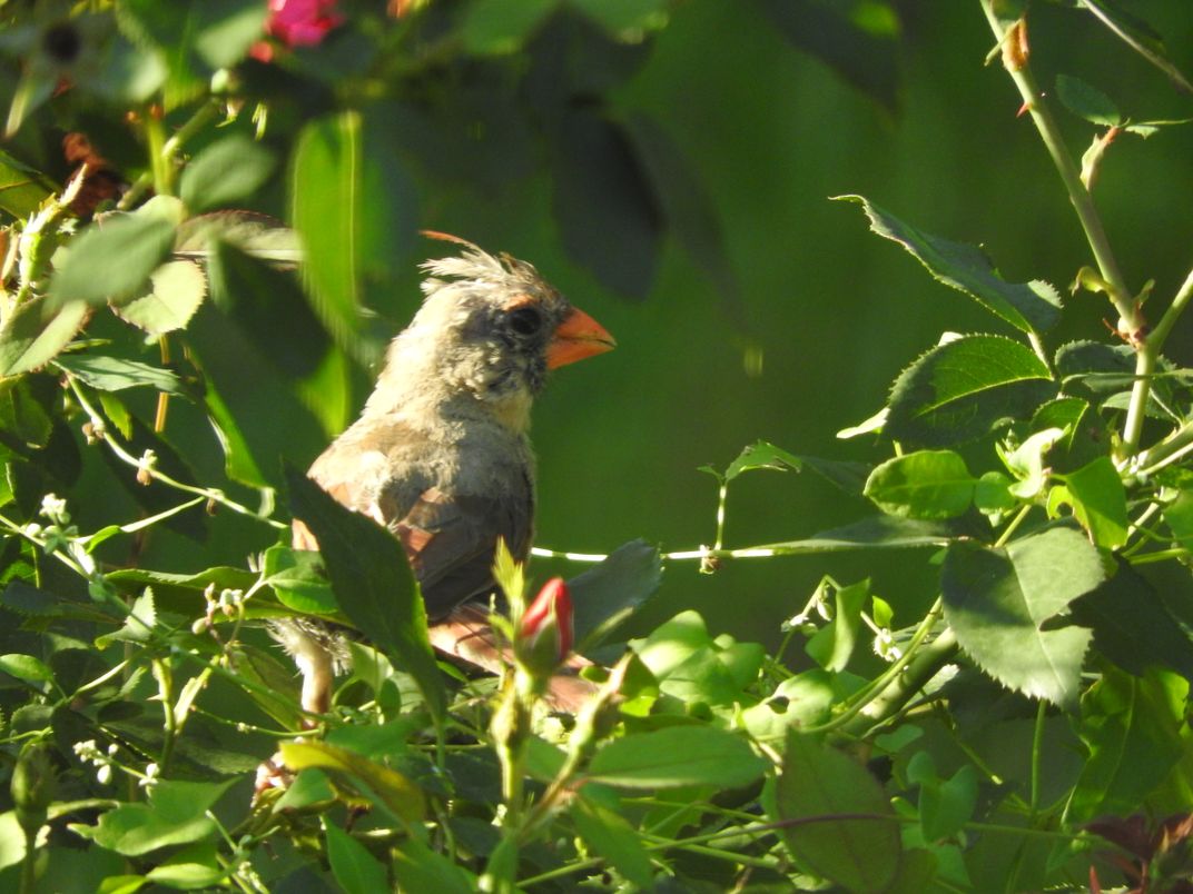 Female Cardinal on a Rose bush | Smithsonian Photo Contest ...