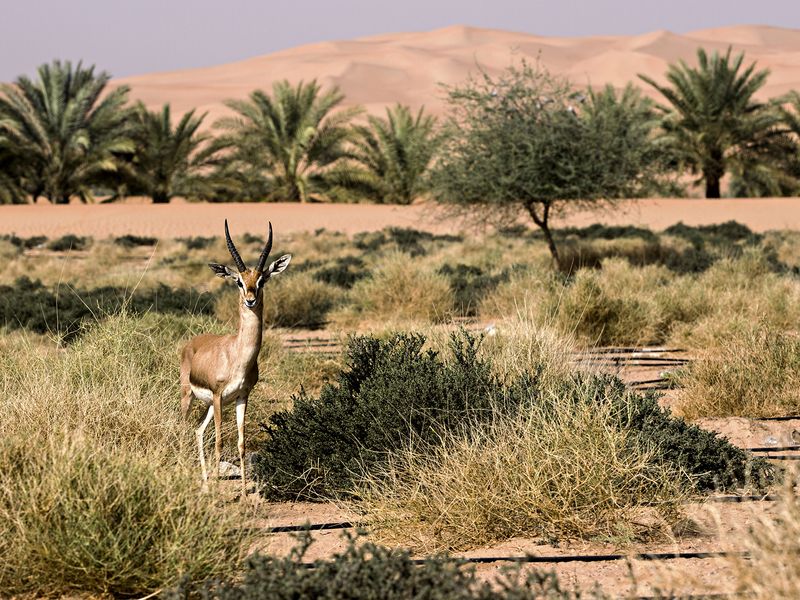 A gazelle consciously watching its surroundings. | Smithsonian Photo ...