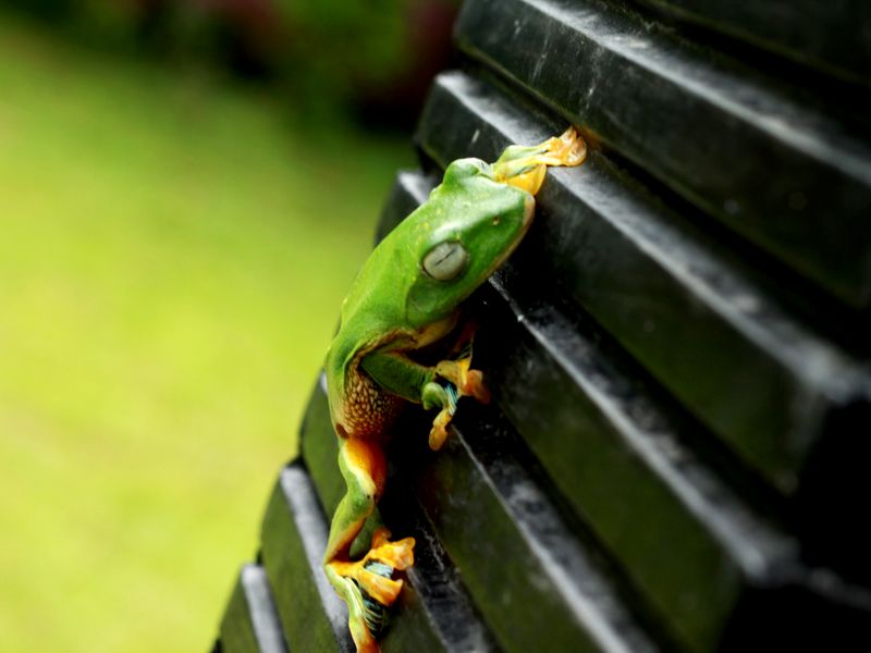 Sleepy Frogs from the Dieng plateau | Smithsonian Photo Contest ...