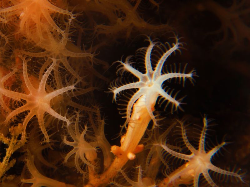Over-Achieving Octocoral | Smithsonian Photo Contest | Smithsonian Magazine