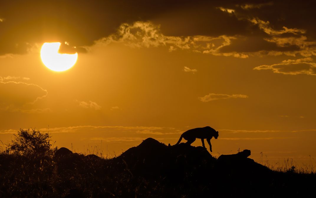 Cheetah at sunset | Smithsonian Photo Contest | Smithsonian Magazine