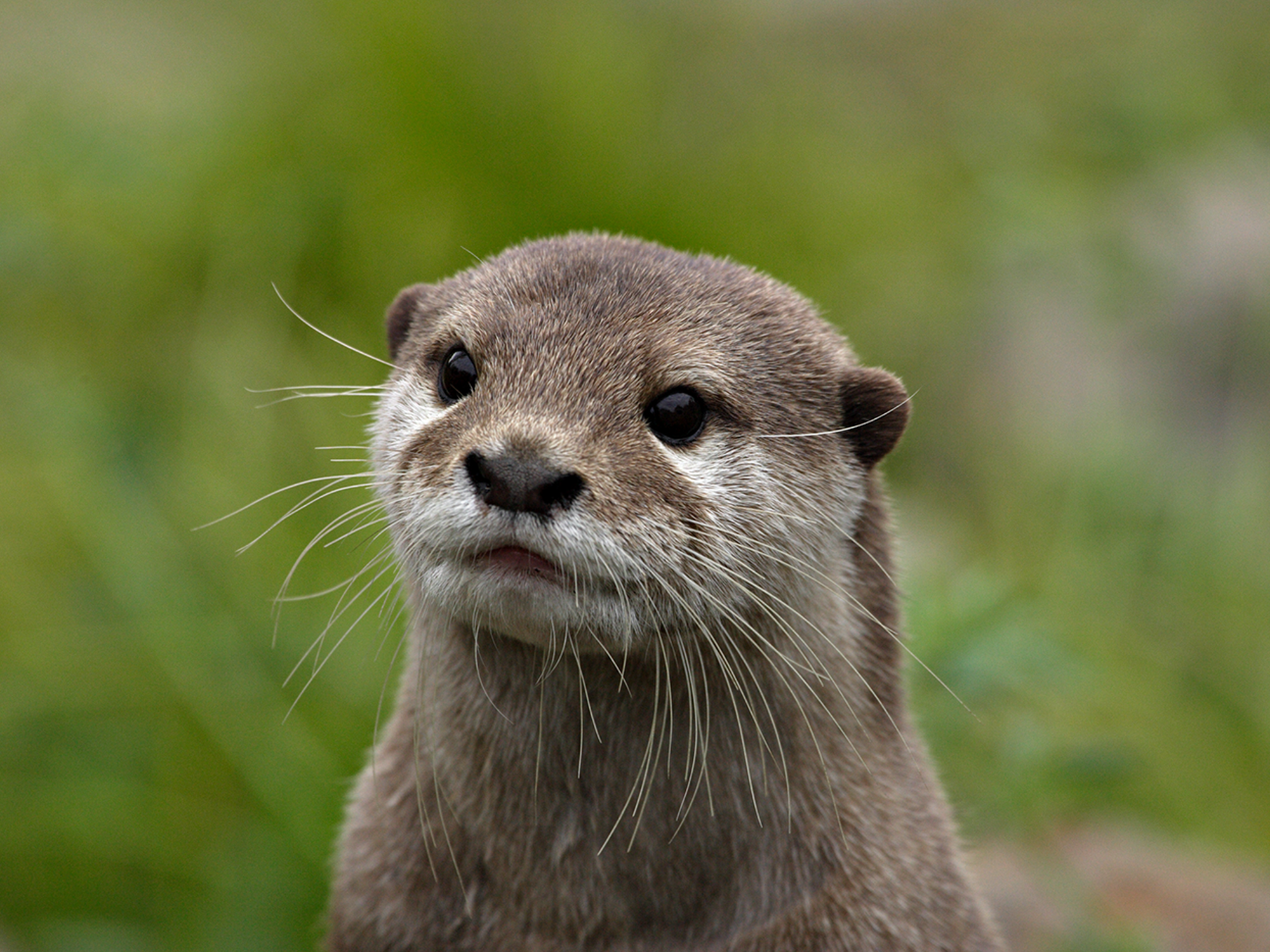 Meet the Asian Small-Clawed Otter, an Adorable and Social Carnivore ...