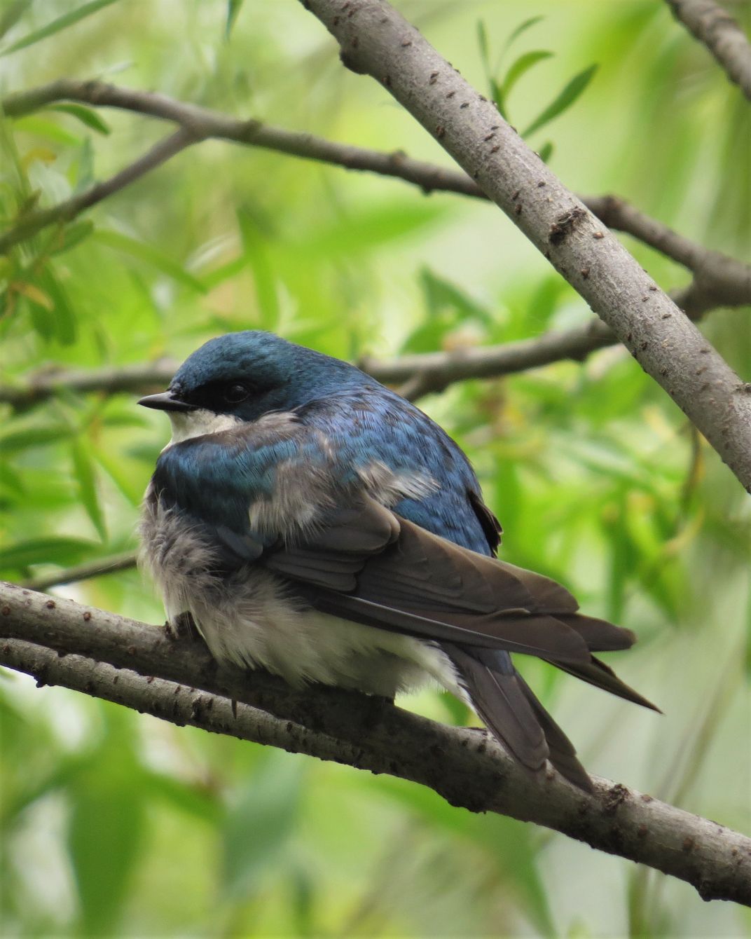 Tree Swallow perches on a branch | Smithsonian Photo Contest ...