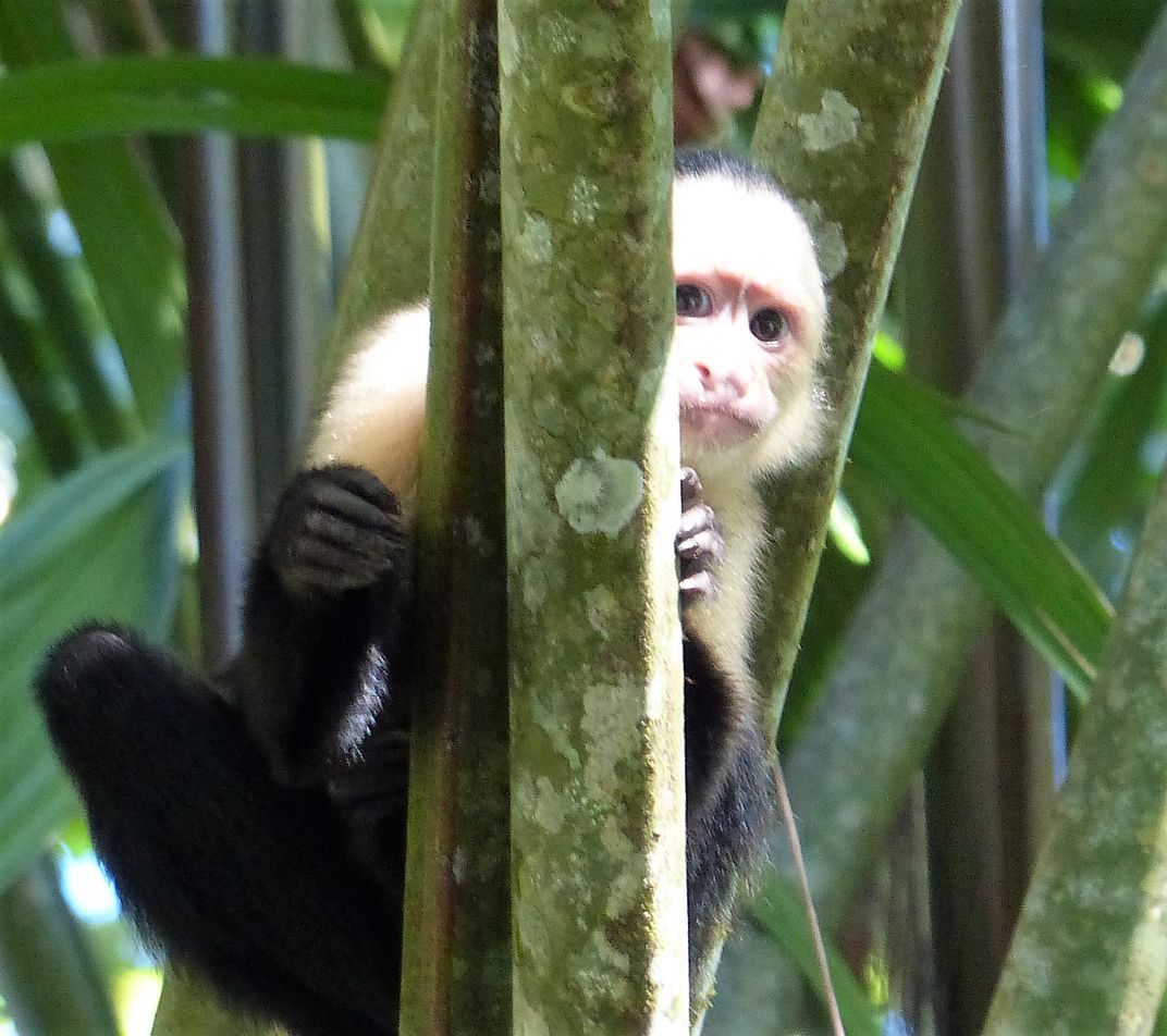 White-faced capuchin from a boat in Costa Rica | Smithsonian Photo ...