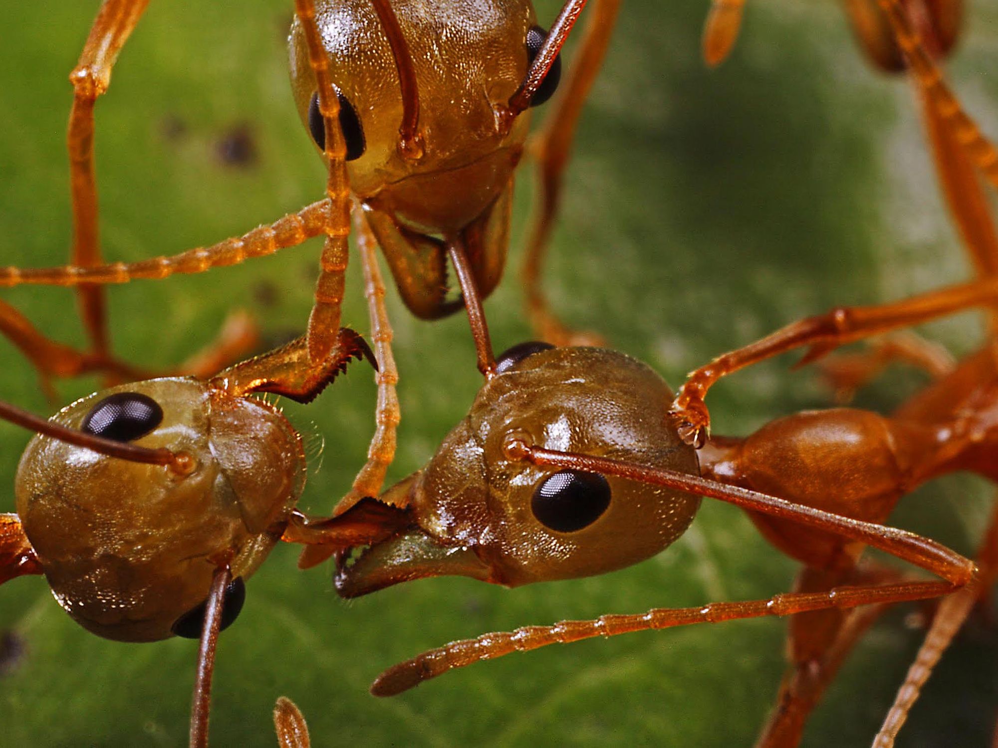 When It Comes to Waging War, Ants and Humans Have a Lot in Common