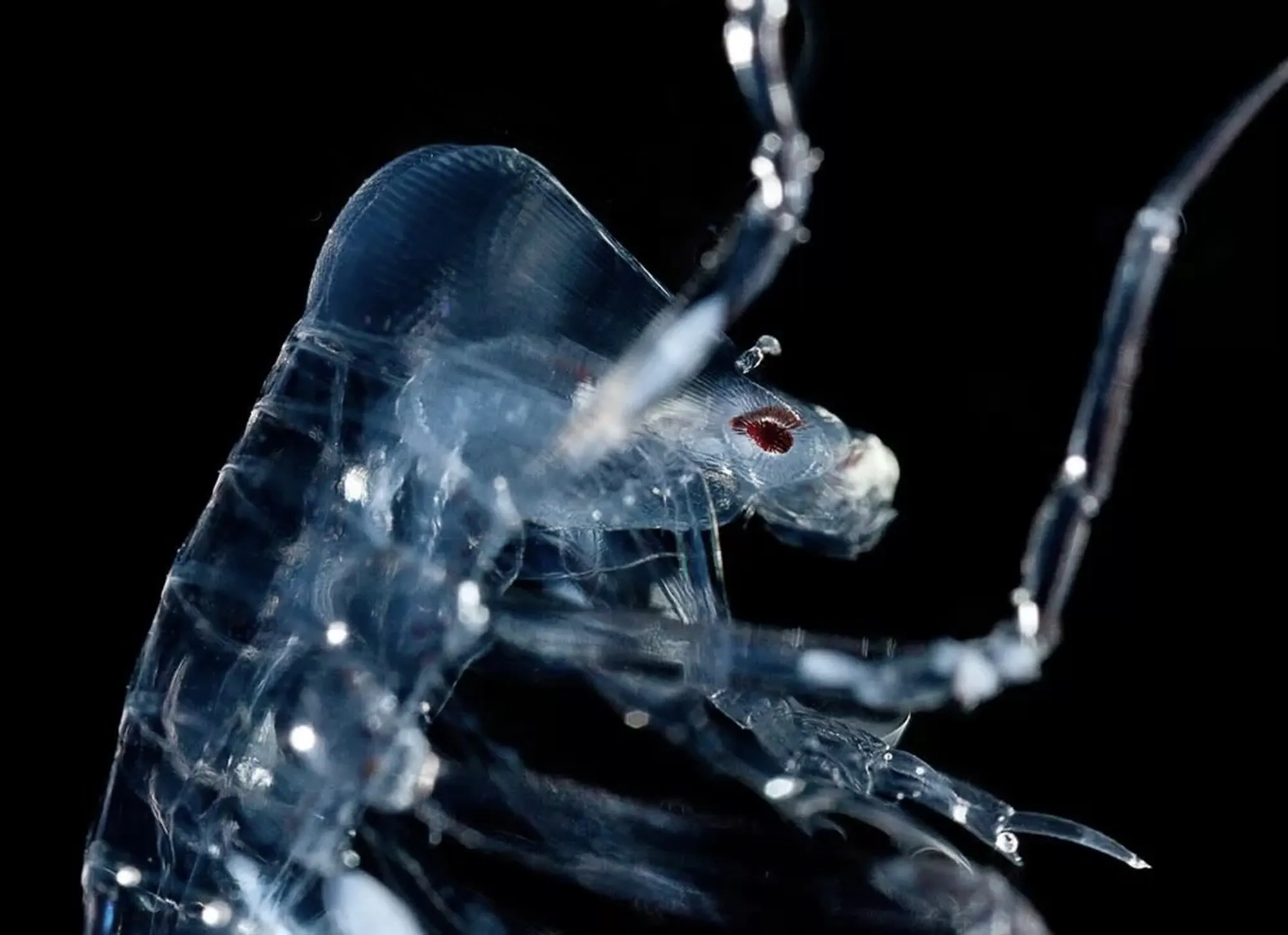 To Understand How Animals See in the Abyss, Scientists Peer Through the ...