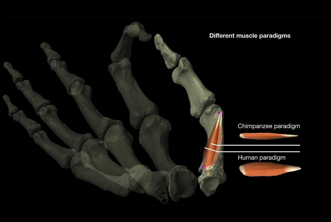 Chimpanzee Muscle Vs Human Muscle