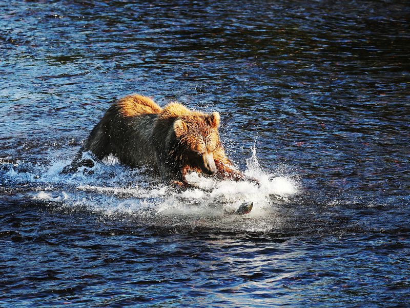 Escaping fish | Smithsonian Photo Contest | Smithsonian Magazine