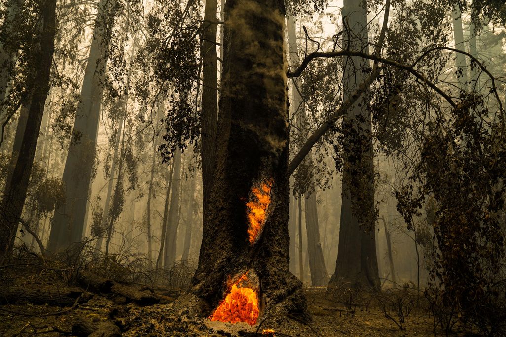 do burned forests grow back