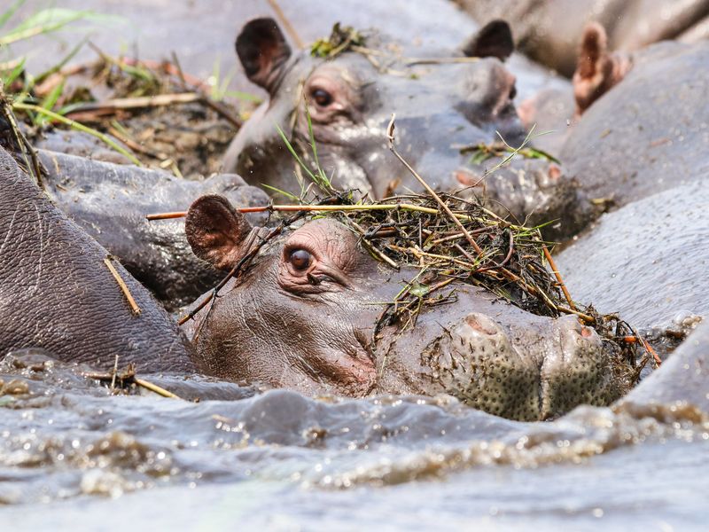 Hippo " Gardening" | Smithsonian Photo Contest | Smithsonian Magazine