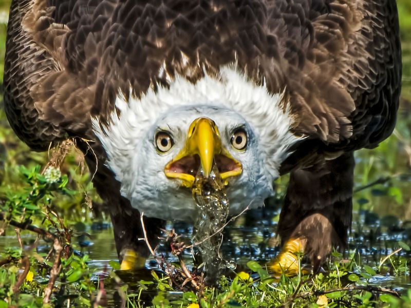 An Eagle drinking water | Smithsonian Photo Contest | Smithsonian Magazine