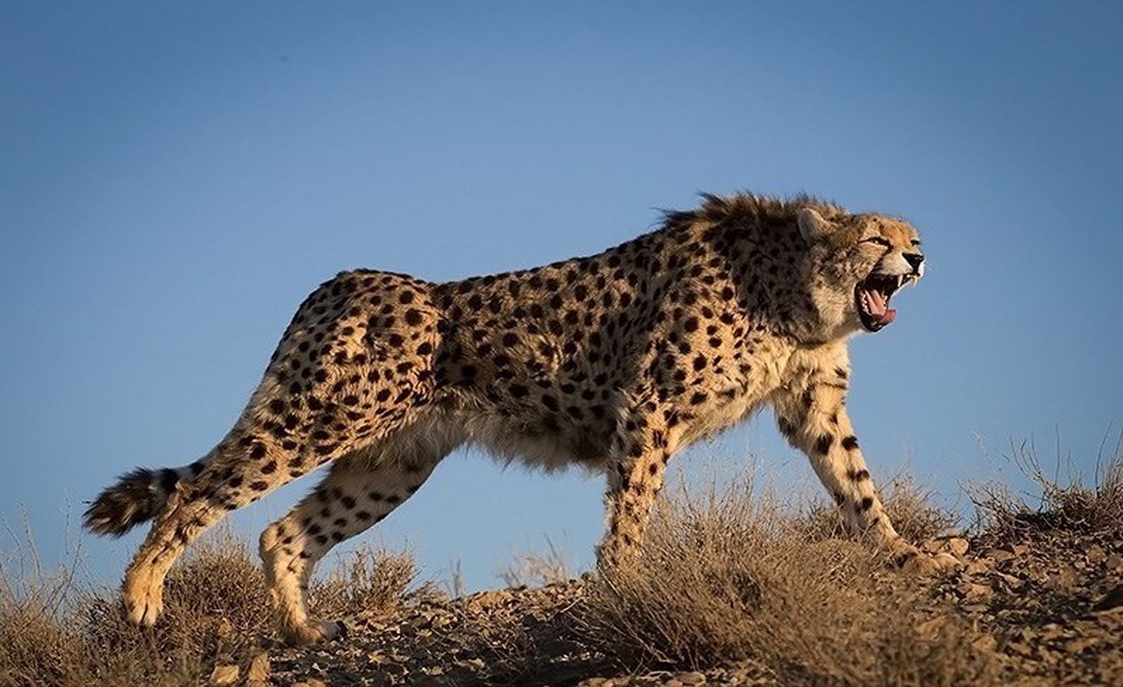 After Decades-Long Battle, Cheetahs Can Be Reintroduced in India