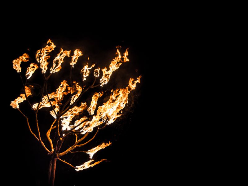 Burning Tree | Smithsonian Photo Contest | Smithsonian Magazine