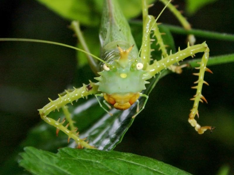 A Spiny Devil Katydid in the Ecuadorian Amazon Rainforest | Smithsonian ...