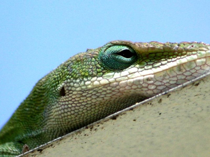 Lizard on shed in backyard | Smithsonian Photo Contest | Smithsonian ...