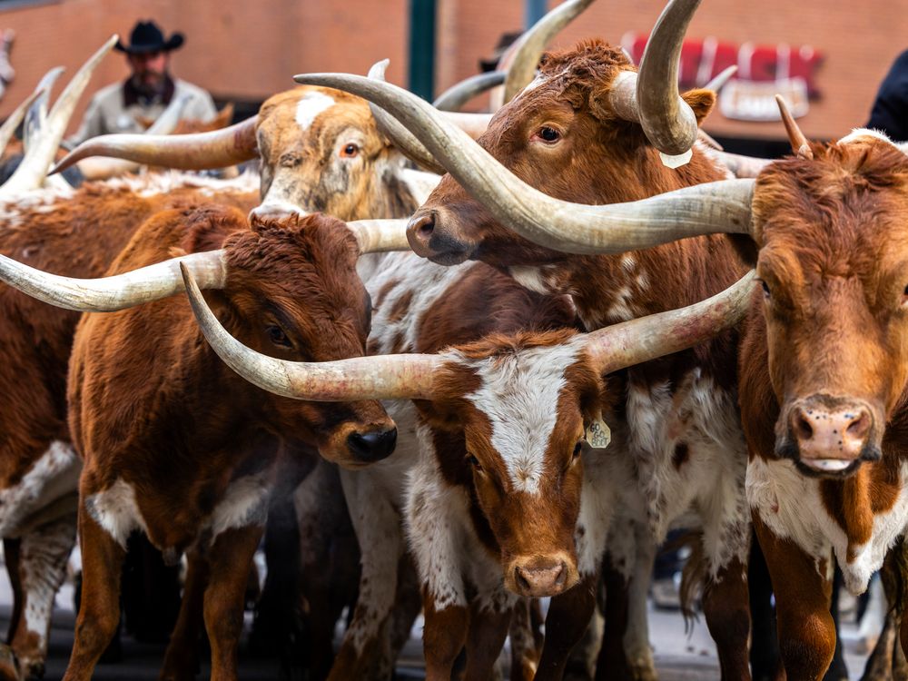 Longhorn March - A Denver Stock Show Tradition | Smithsonian Photo ...