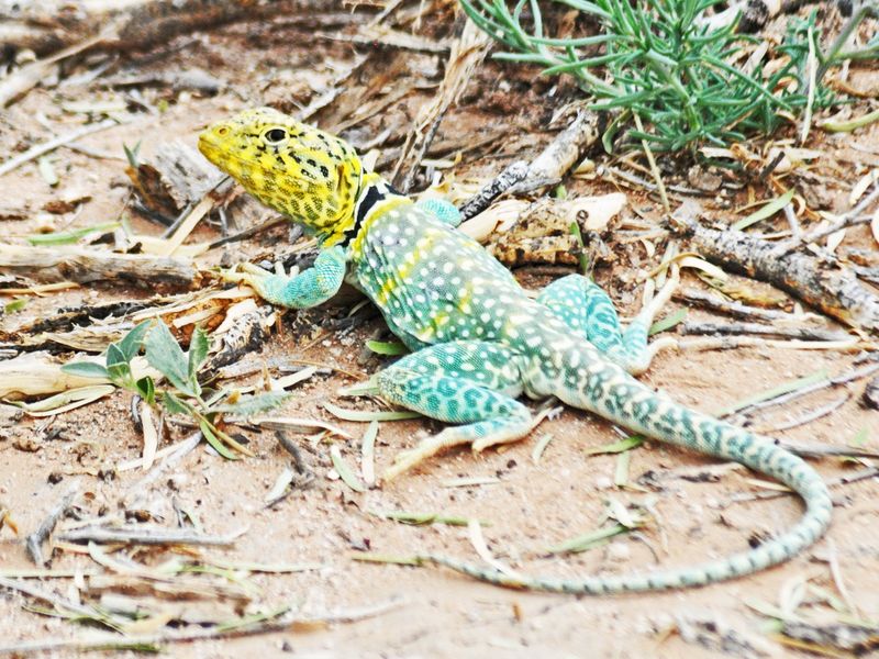 A stunning example of a West Texas collared lizard | Smithsonian Photo ...