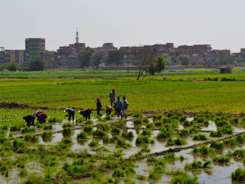 farmers tilling in Egypt's countryside. | Smithsonian Photo Contest ...