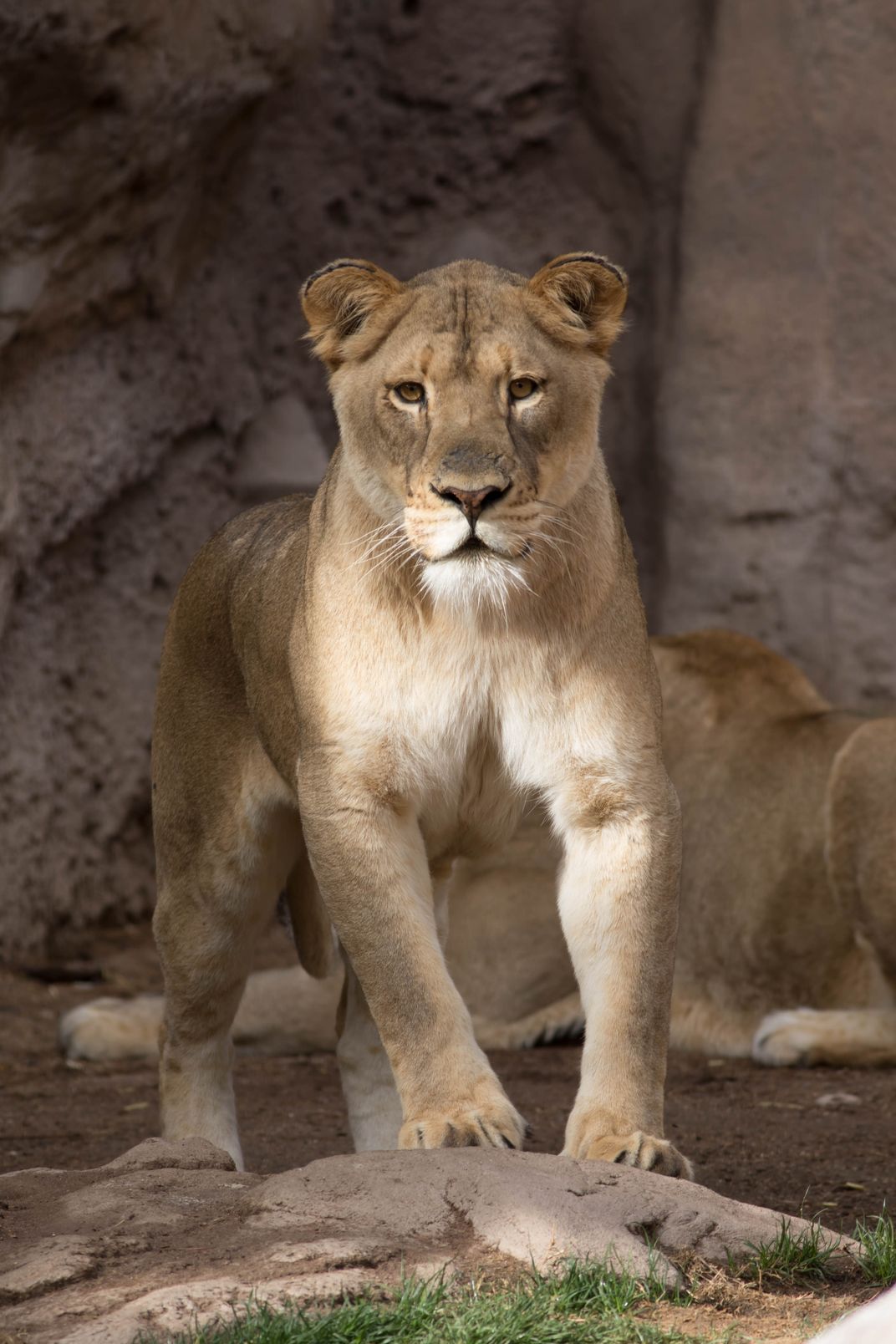 Lioness | Smithsonian Photo Contest | Smithsonian Magazine