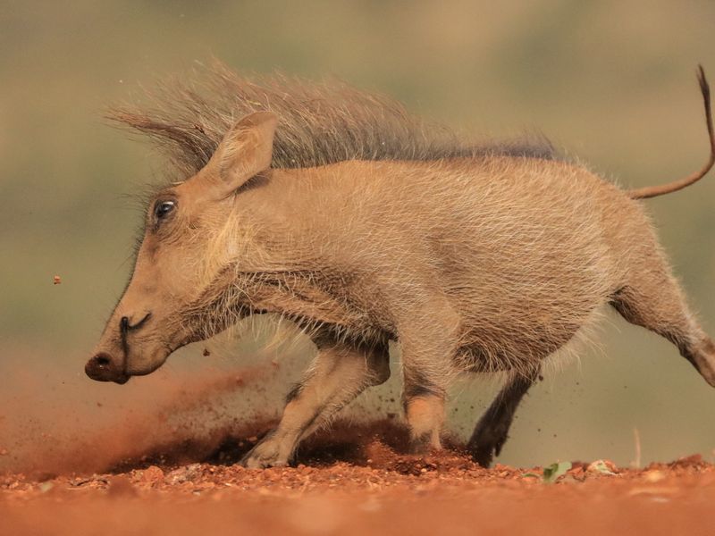 Young Warthog dance | Smithsonian Photo Contest | Smithsonian Magazine