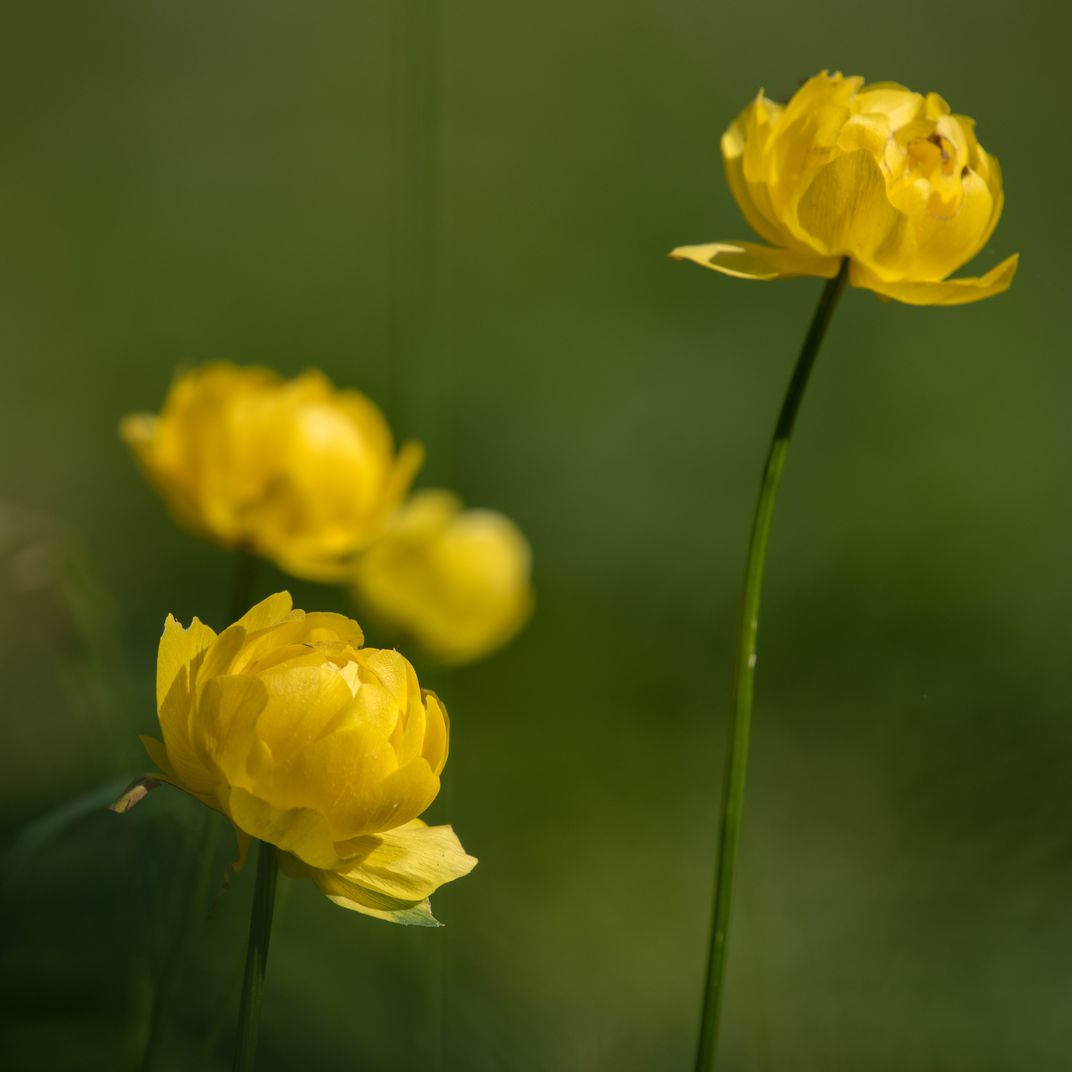 Trollius europaeus on Vitosha mountain 3/4 | Smithsonian Photo Contest ...