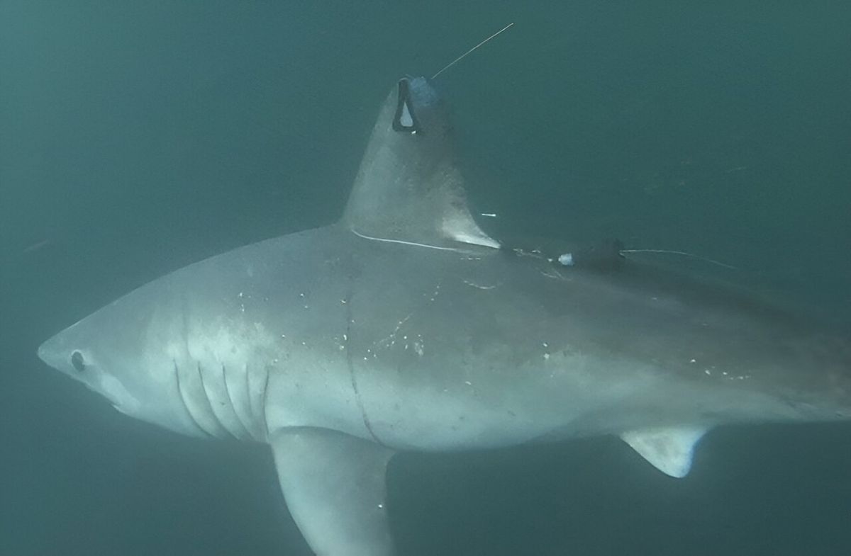 Scientists Solve a 'Murder Mystery' After a Pregnant, Tagged Shark Got ...
