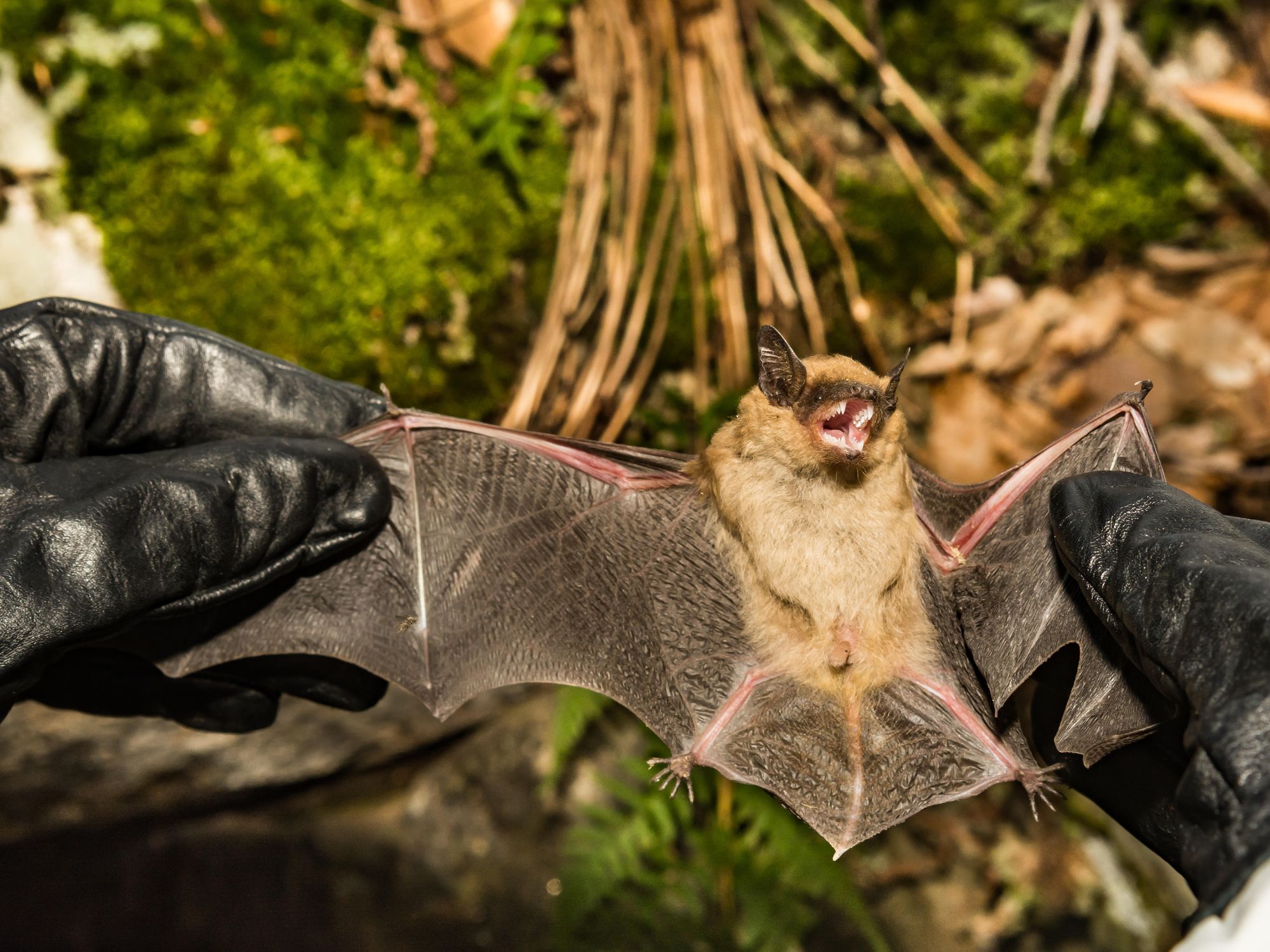 Three Ways Bats Could Bounce Back From Devastating White Nose Syndrome
