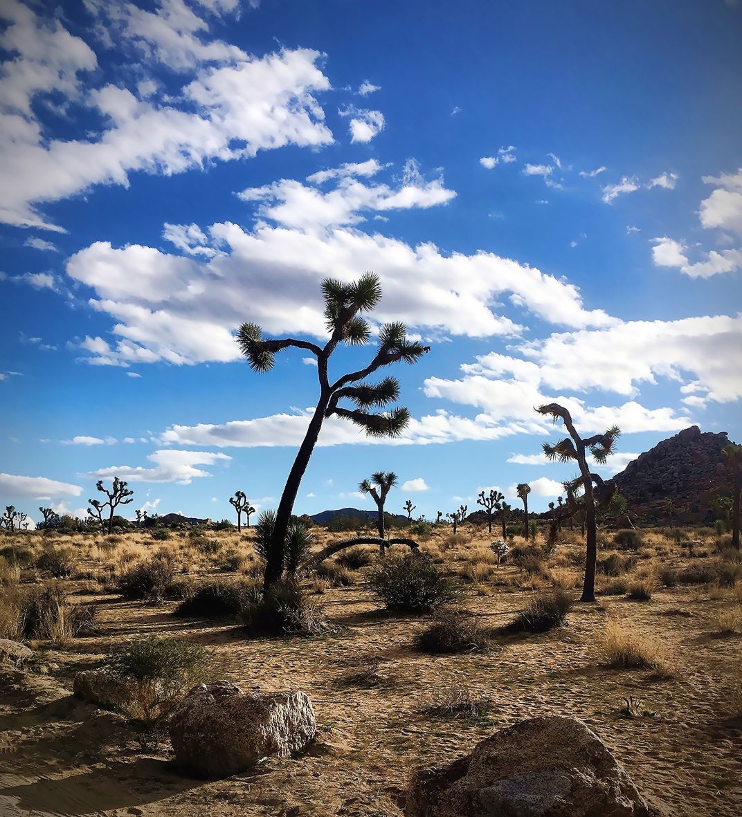 The Strange Silhouettes of Joshua Trees in Joshua Tree National Park ...