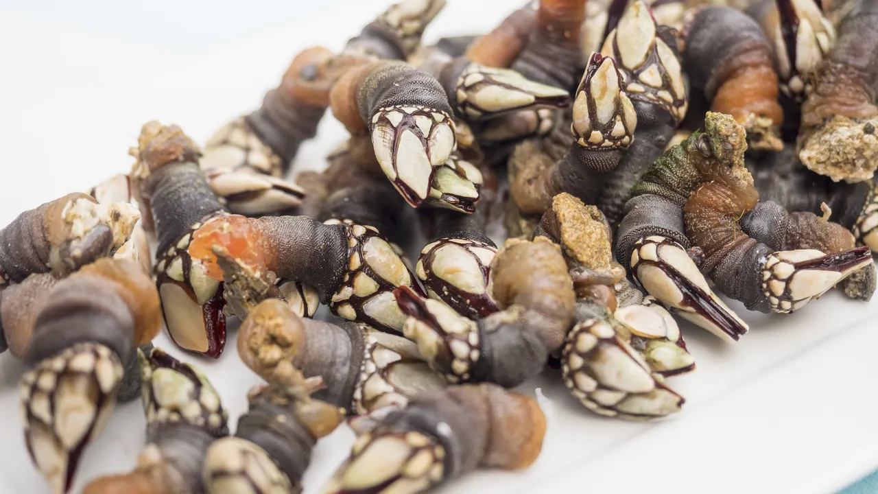 gooseneck barnacles
