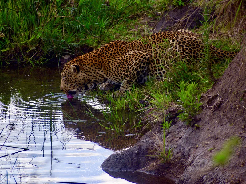 Leopards do drink water after all | Smithsonian Photo Contest ...