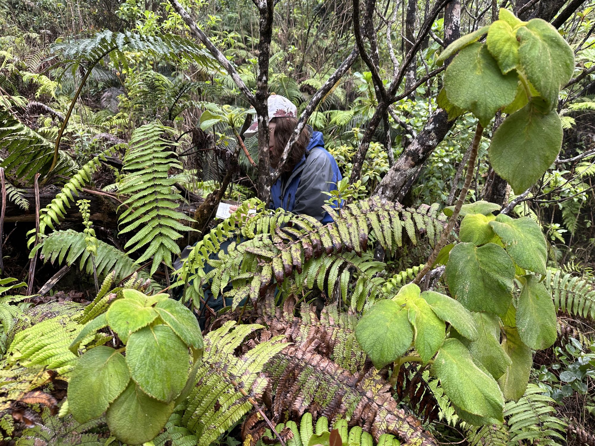Hawaiian Plant Lineage With an Identity Crisis | Smithsonian Voices ...