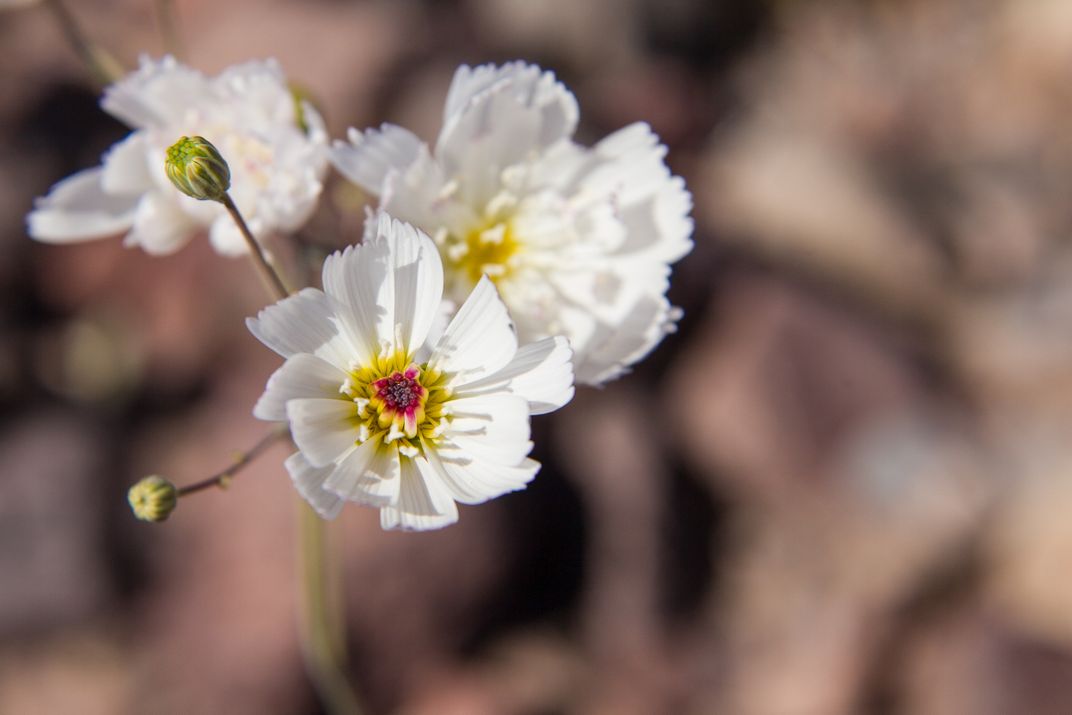 Tiny Flowers | Smithsonian Photo Contest | Smithsonian Magazine
