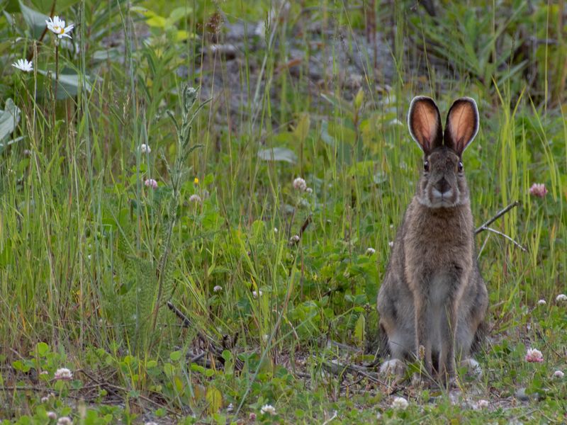 A snowshoe hare in Anchorage Alaska. | Smithsonian Photo Contest ...
