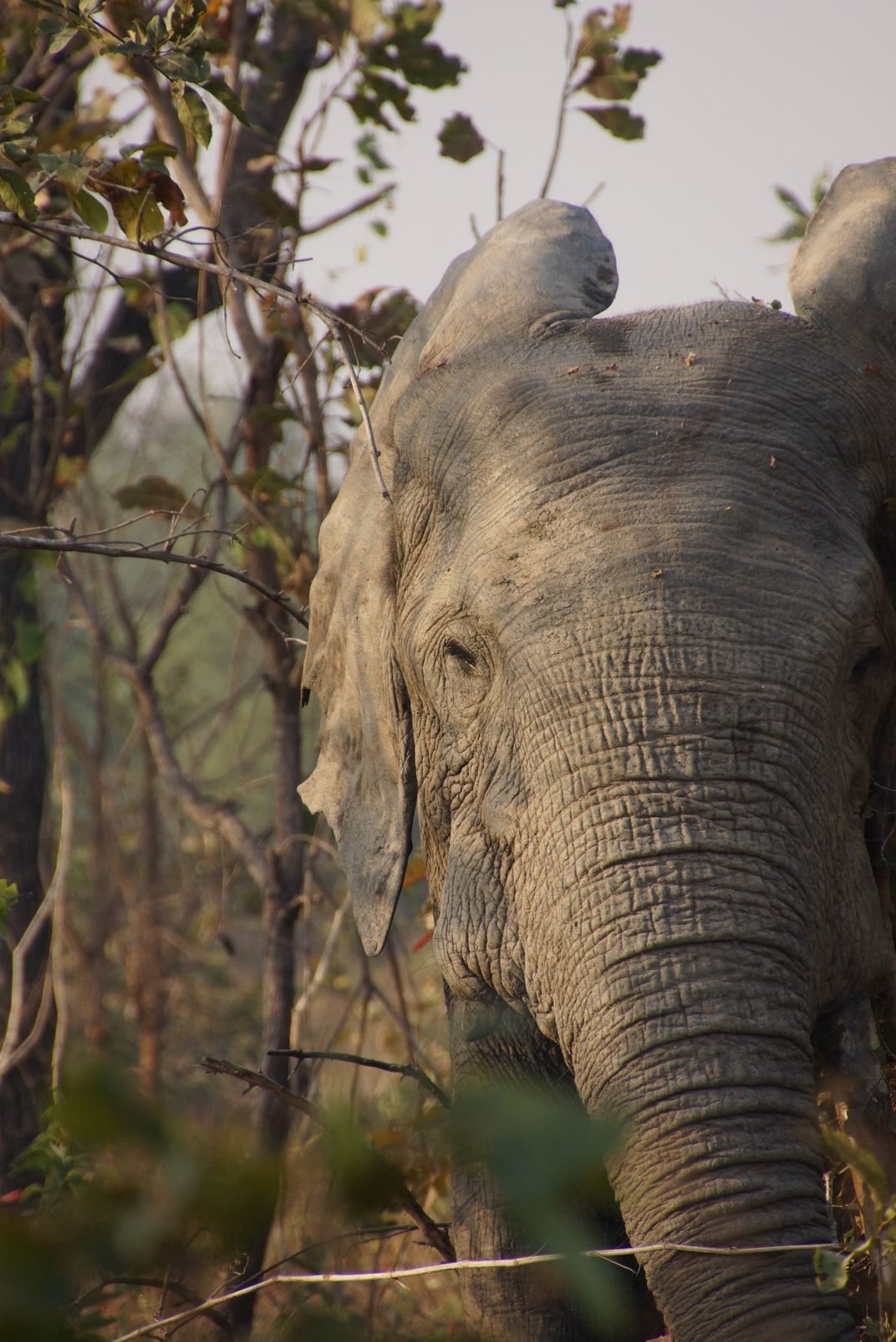 Portrait of an Elephant | Smithsonian Photo Contest | Smithsonian Magazine