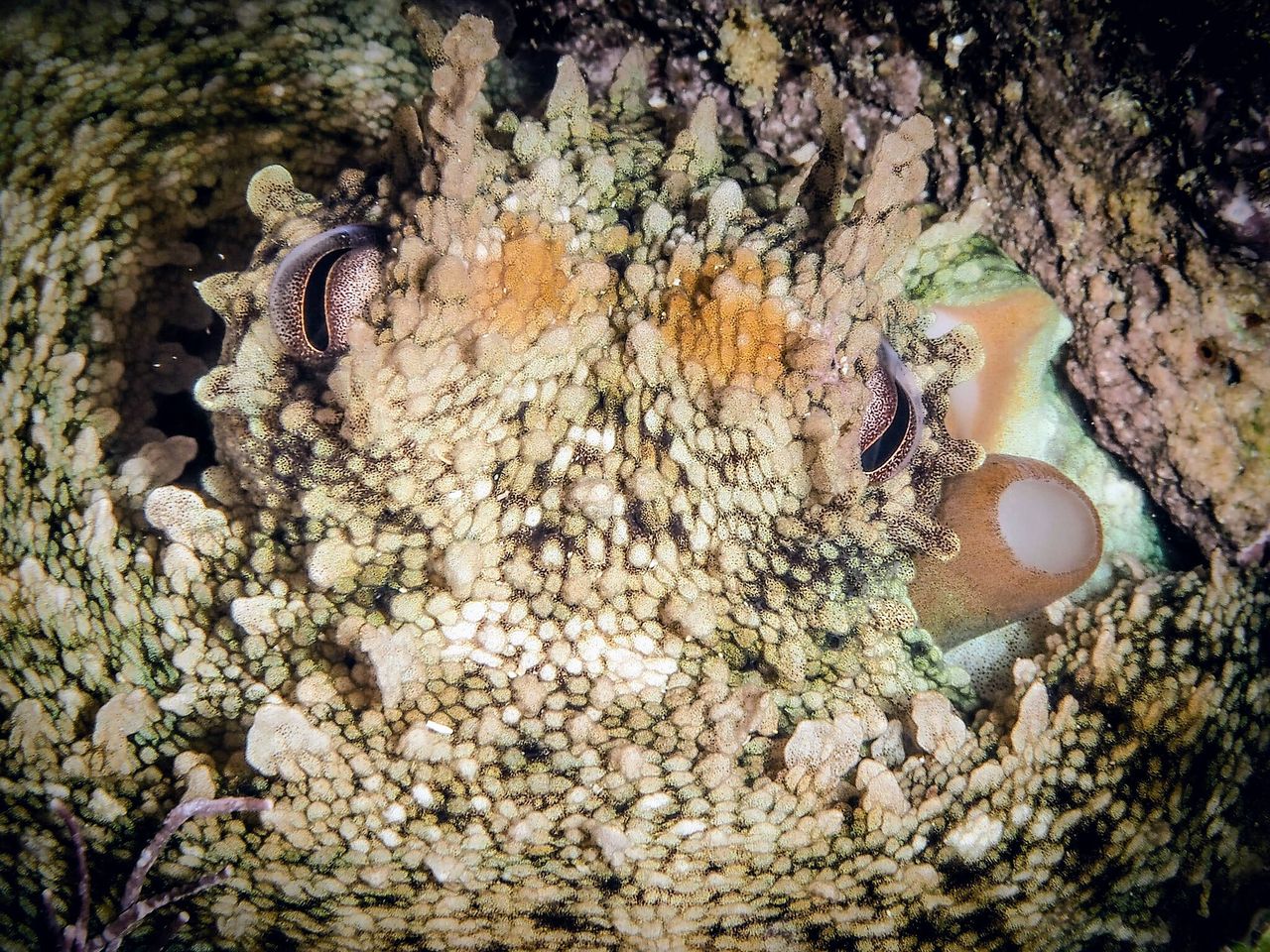 Octopus Color Change Cells