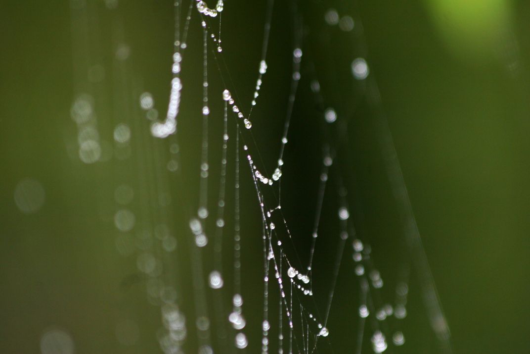 Spiderweb after rain. | Smithsonian Photo Contest | Smithsonian Magazine
