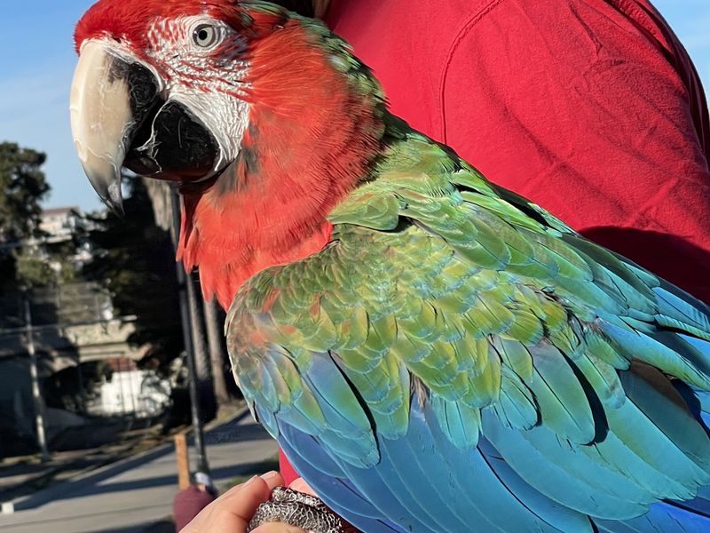 Parrot looking at me! | Smithsonian Photo Contest | Smithsonian Magazine