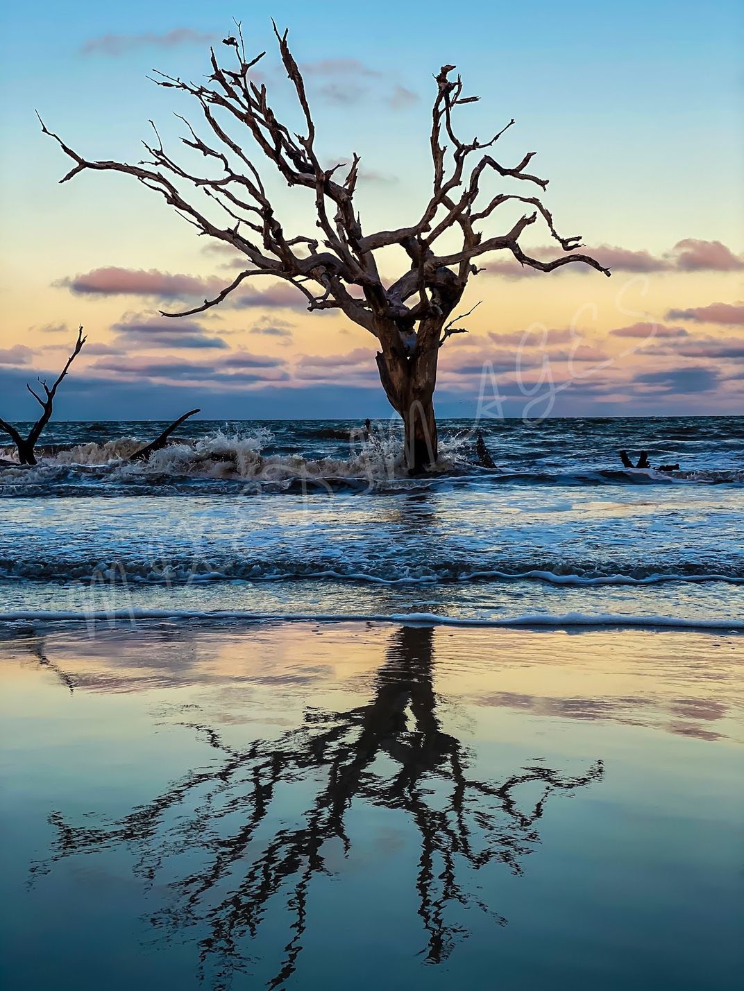 Lone tree on driftwood beach | Smithsonian Photo Contest | Smithsonian ...